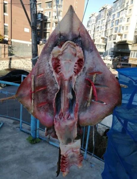 老板鱼哪些部位不能吃_老板鱼内脏能吃吗-第1张图片-山城妙识 老板鱼哪些部位不能吃_老板鱼内脏能吃吗-第1张图片-山城妙识