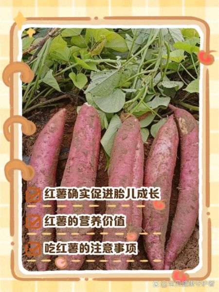 孕妇可以吃红薯吗_孕期吃红薯对胎儿好吗-第3张图片-山城妙识 孕妇可以吃红薯吗_孕期吃红薯对胎儿好吗-第3张图片-山城妙识