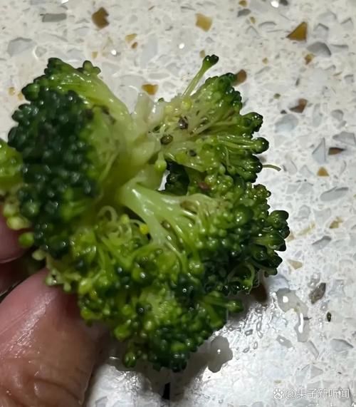 女性长期吃西兰花的坏处_西兰花吃多了会不孕吗-第2张图片-山城妙识