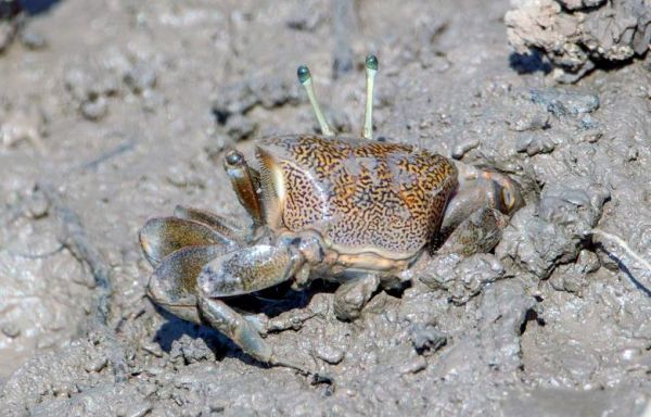 招潮蟹为什么一只钳子大_招潮蟹图片怎么拍好看-第1张图片-山城妙识 招潮蟹为什么一只钳子大_招潮蟹图片怎么拍好看-第1张图片-山城妙识