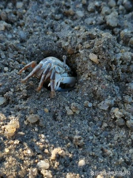 招潮蟹为什么一只钳子大_招潮蟹图片怎么拍好看-第3张图片-山城妙识 招潮蟹为什么一只钳子大_招潮蟹图片怎么拍好看-第3张图片-山城妙识