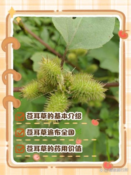 苍耳长什么样_苍耳的功效与作用-第1张图片-山城妙识