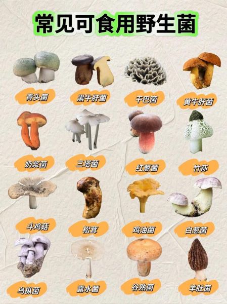 野生蘑菇图片大全集_如何辨别可食用与有毒-第3张图片-山城妙识 野生蘑菇图片大全集_如何辨别可食用与有毒-第3张图片-山城妙识