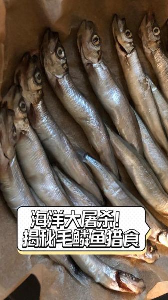 毛鳞鱼是什么鱼_毛鳞鱼怎么做好吃-第2张图片-山城妙识