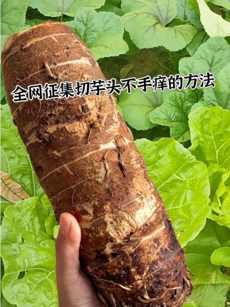 芋艿削皮手痒怎么办_怎么止痒最快-第2张图片-山城妙识 芋艿削皮手痒怎么办_怎么止痒最快-第2张图片-山城妙识