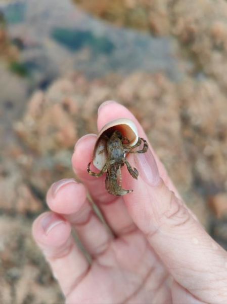 寄居蟹能吃吗_寄居蟹怎么吃才安全-第2张图片-山城妙识