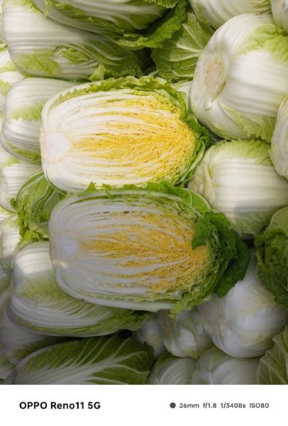白菜图片高清图片_如何拍摄白菜高清图-第2张图片-山城妙识
