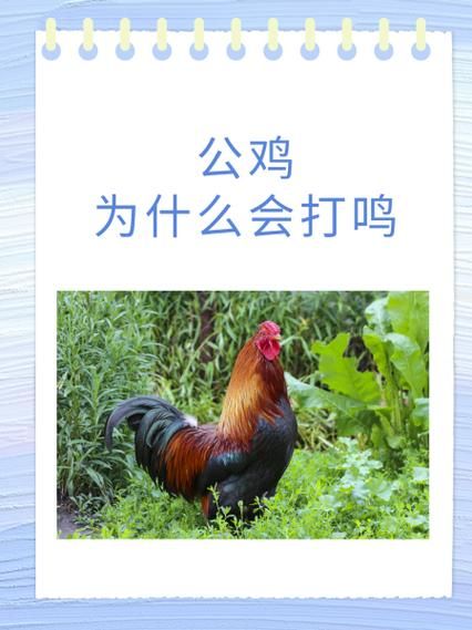 公鸡为什么打鸣_公鸡几点开始打鸣-第1张图片-山城妙识