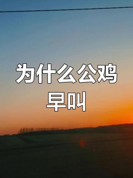 公鸡为什么打鸣_公鸡几点开始打鸣-第2张图片-山城妙识