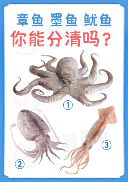 章鱼乌贼和鱿鱼的区别_怎么一眼分辨-第1张图片-山城妙识