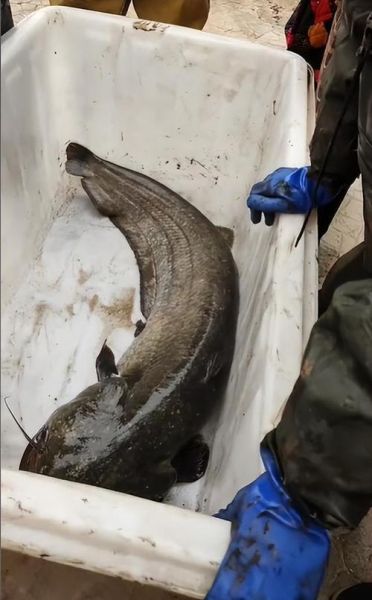 巨型鲶鱼吃人事件真相_如何避免被攻击-第1张图片-山城妙识