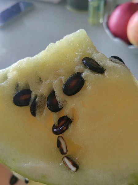 籽瓜是热性还是凉性_籽瓜吃多了会上火吗-第1张图片-山城妙识