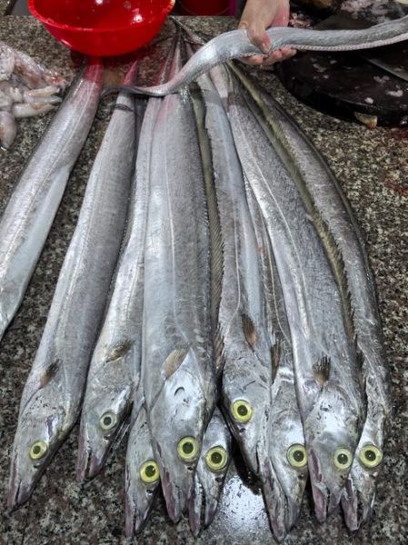 带鱼是鱼吗_带鱼属于什么鱼类-第1张图片-山城妙识