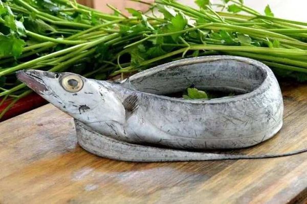 带鱼是鱼吗_带鱼属于什么鱼类-第2张图片-山城妙识