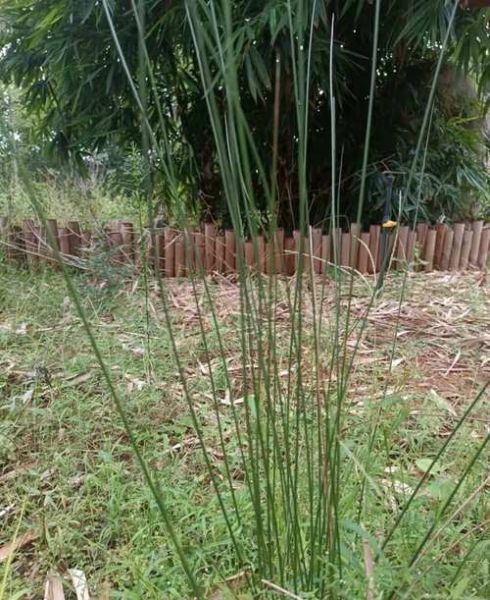 灯心草毒性很大吗_灯心草中毒症状-第3张图片-山城妙识 灯心草毒性很大吗_灯心草中毒症状-第3张图片-山城妙识