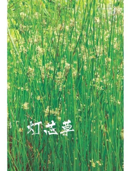 灯心草毒性很大吗_灯心草中毒症状-第1张图片-山城妙识 灯心草毒性很大吗_灯心草中毒症状-第1张图片-山城妙识