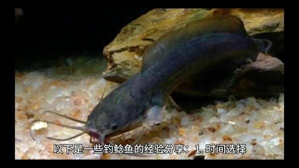 土鲶鱼怎么钓_土鲶鱼吃什么饵料-第2张图片-山城妙识 土鲶鱼怎么钓_土鲶鱼吃什么饵料-第2张图片-山城妙识