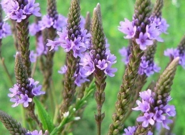 马鞭草花语是什么_马鞭草适合送什么人-第3张图片-山城妙识