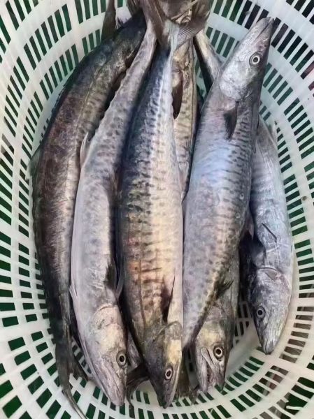 马鲛鱼图片高清_马鲛鱼怎么做好吃-第3张图片-山城妙识