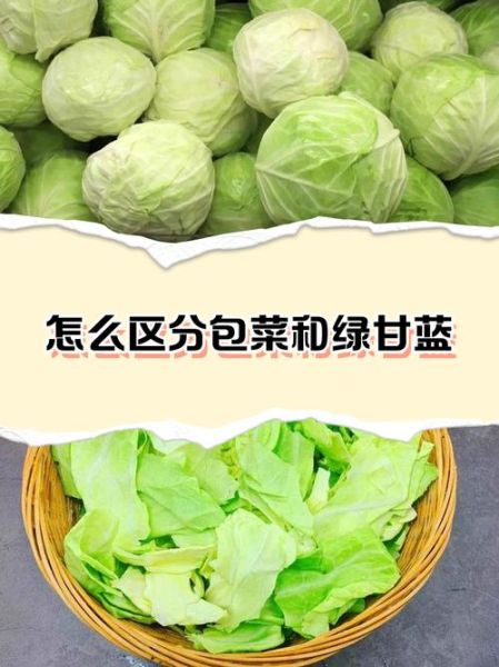 包菜和绿甘蓝的区别_包菜和绿甘蓝怎么分辨-第2张图片-山城妙识