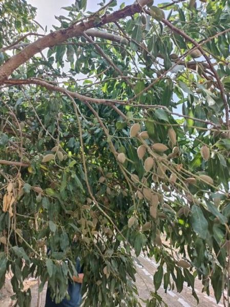 巴旦木图片大全大图_高清实拍细节图哪里找-第1张图片-山城妙识