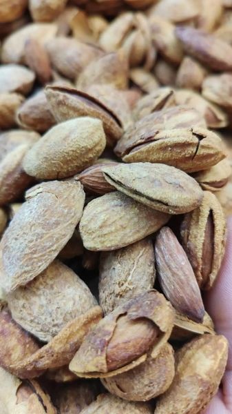 巴旦木图片大全大图_高清实拍细节图哪里找-第2张图片-山城妙识