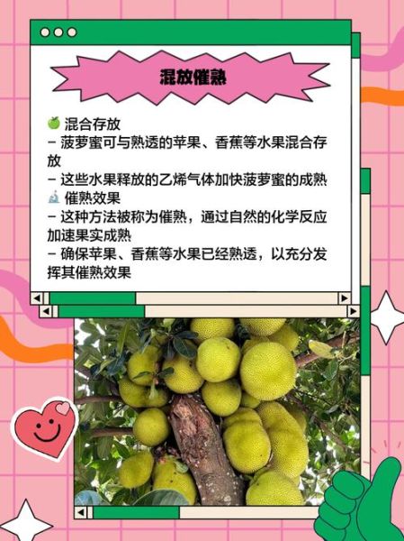 菠萝蜜打开后没熟怎么处理_如何催熟菠萝蜜-第1张图片-山城妙识