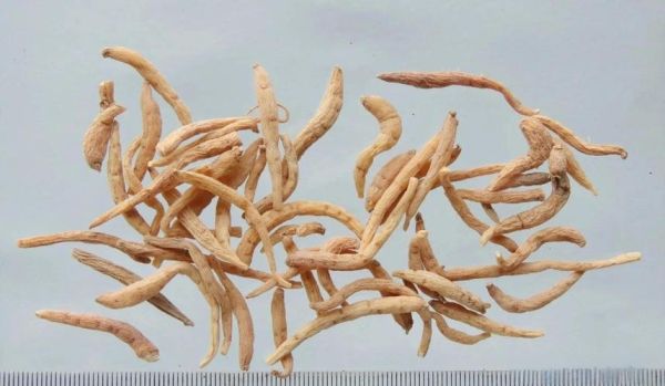 补气的中药有哪些_哪些中药补气效果最好-第2张图片-山城妙识 补气的中药有哪些_哪些中药补气效果最好-第2张图片-山城妙识