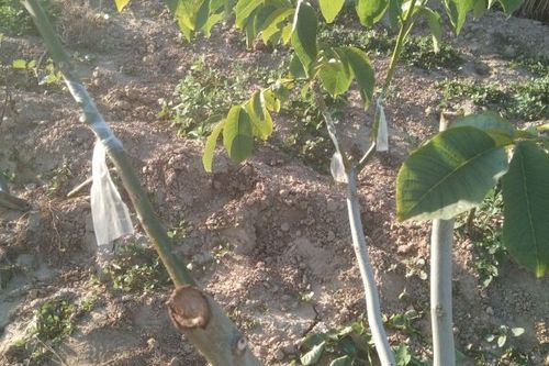 核桃苗批发价格多少钱一棵_哪里买核桃苗便宜-第2张图片-山城妙识 核桃苗批发价格多少钱一棵_哪里买核桃苗便宜-第2张图片-山城妙识