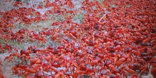 红蟹迁徙路线_红蟹怎么过公路-第3张图片-山城妙识 红蟹迁徙路线_红蟹怎么过公路-第3张图片-山城妙识