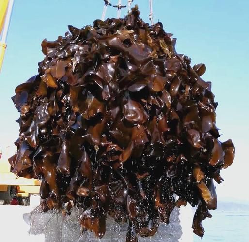 海带产地在哪里_中国海带主产区有哪些-第2张图片-山城妙识