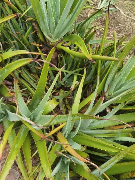 库拉索芦荟图片长什么样_如何辨别真假库拉索芦荟-第2张图片-山城妙识