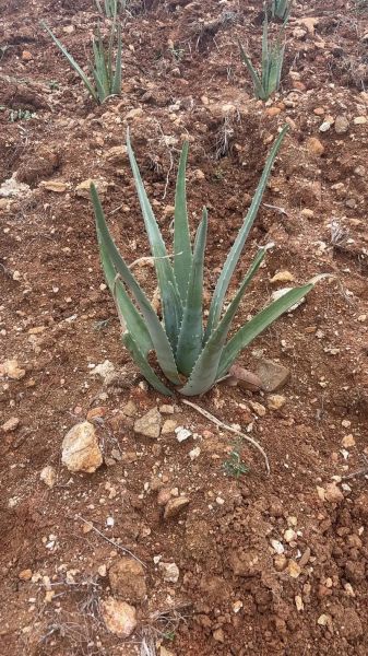 库拉索芦荟图片长什么样_如何辨别真假库拉索芦荟-第3张图片-山城妙识