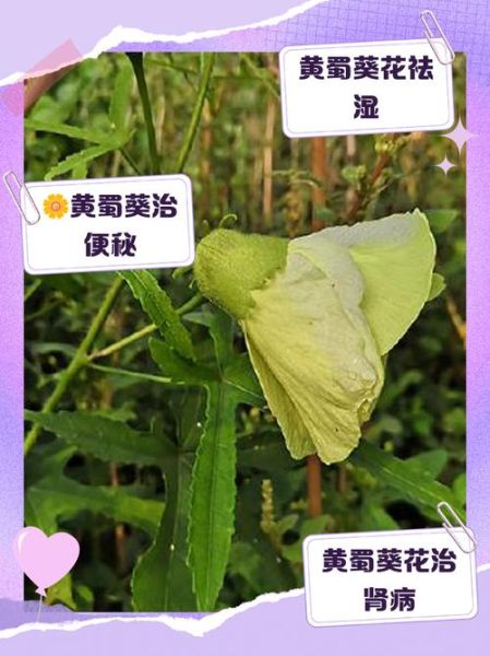 黄蜀葵花泡酒的功效与作用_黄蜀葵花泡酒能长期喝吗-第1张图片-山城妙识