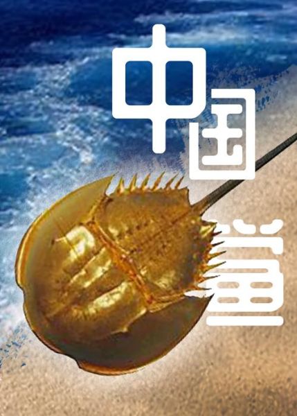 吃鲎犯法吗_鲎的保护级别与法律后果-第1张图片-山城妙识