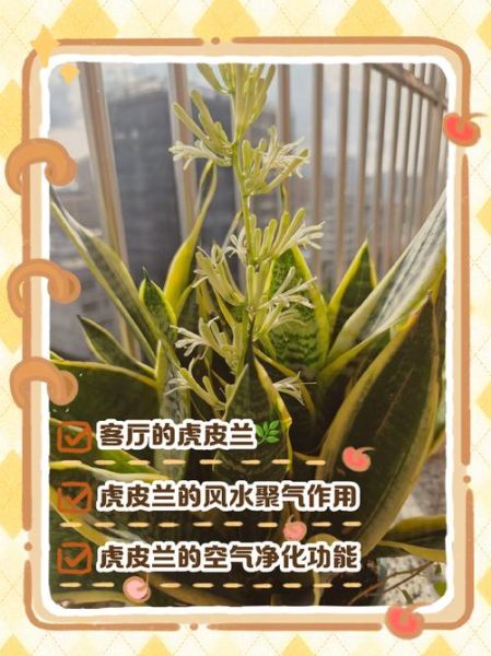 虎皮兰风水寓意_虎皮兰摆放禁忌-第2张图片-山城妙识