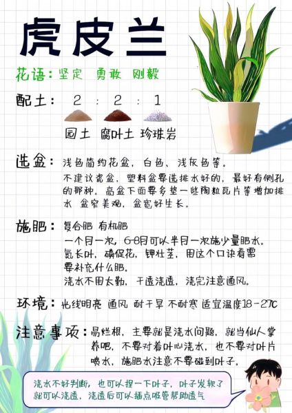 虎皮兰风水寓意_虎皮兰摆放禁忌-第1张图片-山城妙识