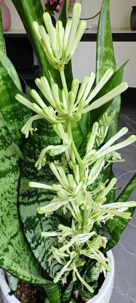 虎皮兰风水寓意_虎皮兰摆放禁忌-第3张图片-山城妙识