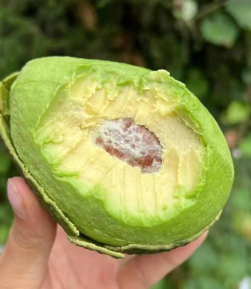 牛油果价格多少钱一斤_牛油果一斤多少钱-第2张图片-山城妙识