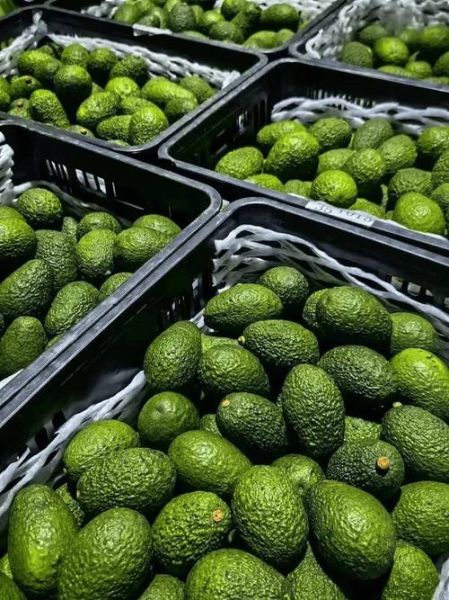 牛油果价格多少钱一斤_牛油果一斤多少钱-第3张图片-山城妙识