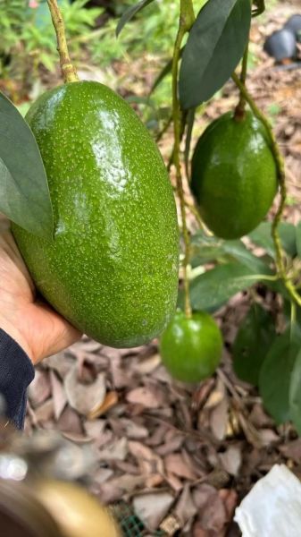 牛油果价格多少钱一斤_牛油果一斤多少钱-第1张图片-山城妙识