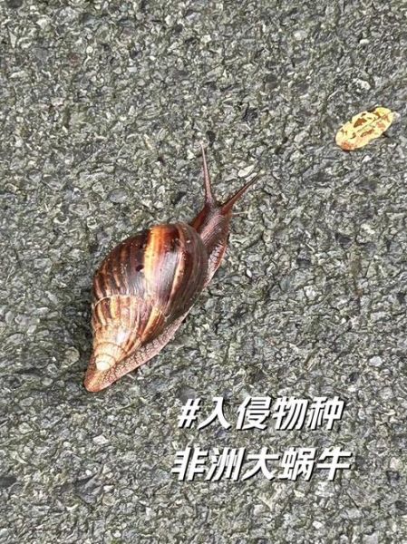 非洲大蜗牛有毒吗_非洲大蜗牛能不能吃-第1张图片-山城妙识 非洲大蜗牛有毒吗_非洲大蜗牛能不能吃-第1张图片-山城妙识