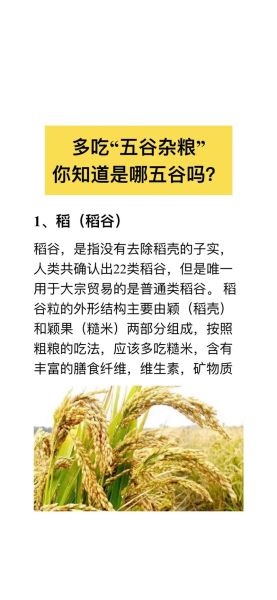 五谷是哪五种粮食_五谷具体指什么-第3张图片-山城妙识 五谷是哪五种粮食_五谷具体指什么-第3张图片-山城妙识