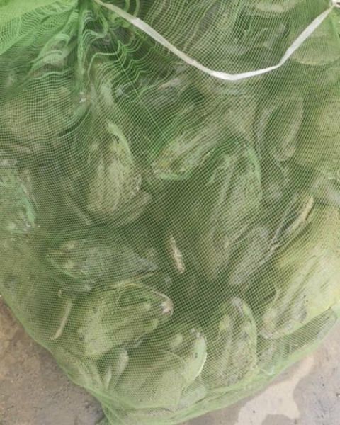 牛蛙苗多少钱一斤_牛蛙苗价格受哪些因素影响-第3张图片-山城妙识