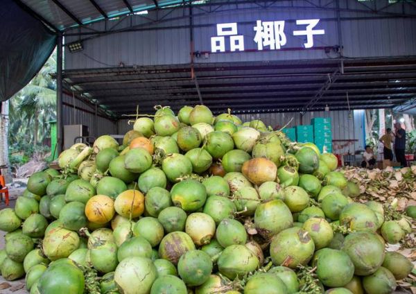 椰子图片大全_椰子品种有哪些-第2张图片-山城妙识