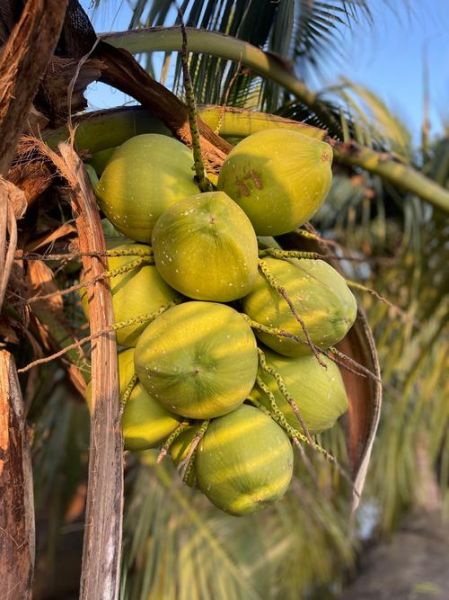 椰子图片大全_椰子品种有哪些-第1张图片-山城妙识