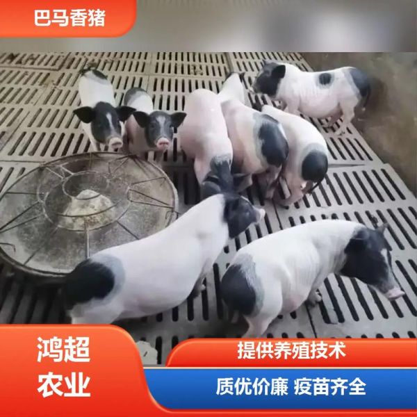 养10头香猪一年能赚多少钱_香猪养殖成本利润分析-第1张图片-山城妙识