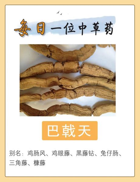 巴戟天的功效与作用_巴戟天的禁忌有哪些-第3张图片-山城妙识 巴戟天的功效与作用_巴戟天的禁忌有哪些-第3张图片-山城妙识