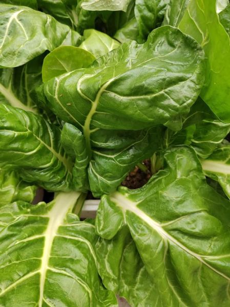 猪乸菜怎么做好吃_猪乸菜的家常做法-第2张图片-山城妙识