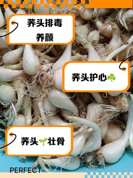 荞头有什么功效_荞头怎么吃最健康-第2张图片-山城妙识